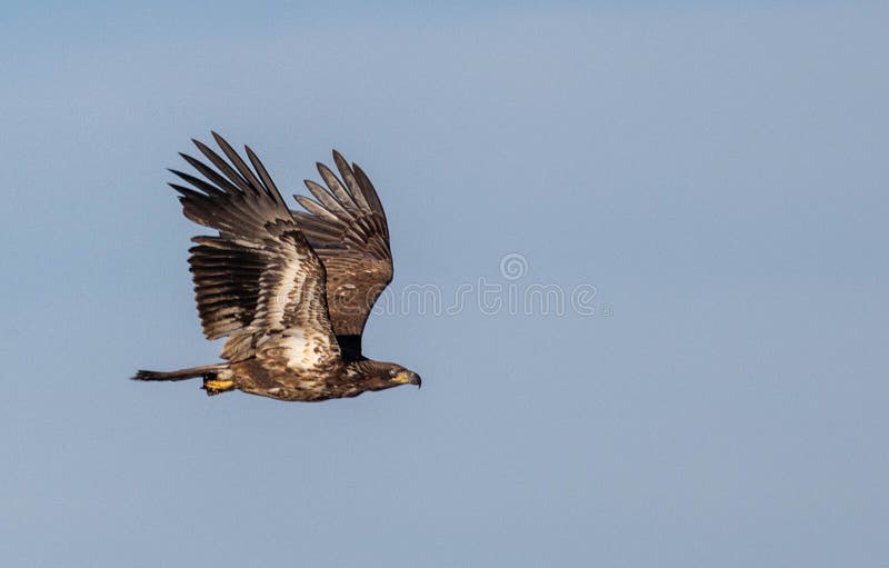 Majestic Bald Eagle Soaring in Clear Blue Sky Stock Photo - Image of hunting, biodiversity ...