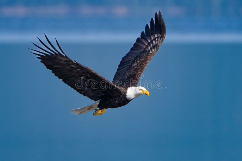 Majestic Bald Eagle Soaring through the Sky Above a Majestic Mountain Landscape Stock Image ...