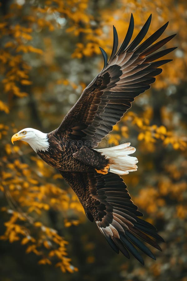 Majestic Bald Eagle Soaring with Outstretched Wings in Autumn Stock ...