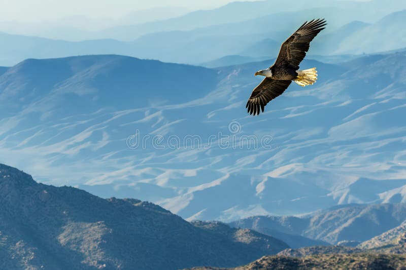 Majestic Bald Eagle Soaring Over Mountain Range Stock Photo - Image of nature, soar: 343550338