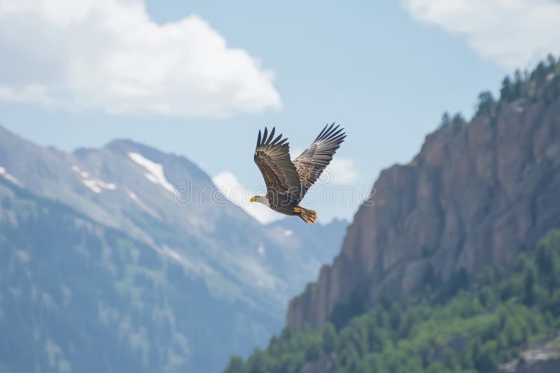 A Majestic Bald Eagle Soaring through the Sky with Its Wings Fully ...