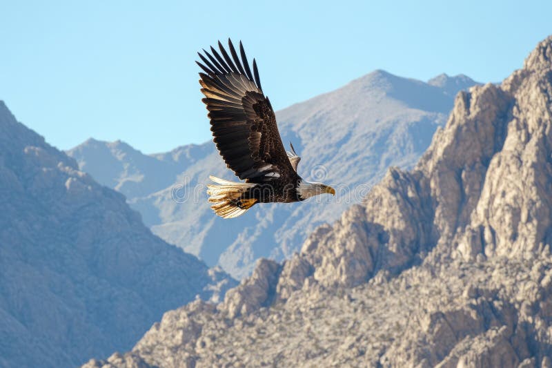 A Majestic Bald Eagle Soaring through the Sky with Its Wings Fully ...