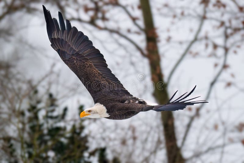 Majestic Bald Eagle Soaring through the Sky Above a Majestic Mountain Landscape Stock Image ...