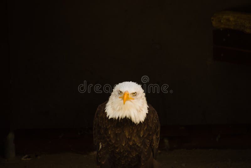 Majestic Bald Eagle is Standing Tall and Proud Against a Striking Black ...
