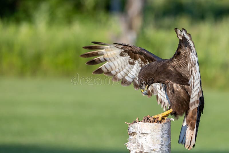 An Eagle is Flapping Its Wings Out on a Stump Stock Photo - Image of ...