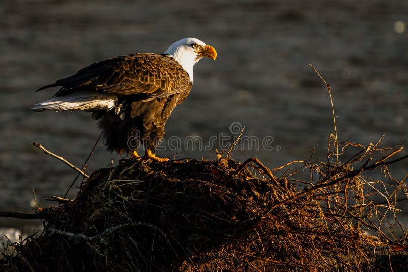 Majestic Bald Eagle Stands Atop an Open Pile of Dry Twigs Stock Photo ...