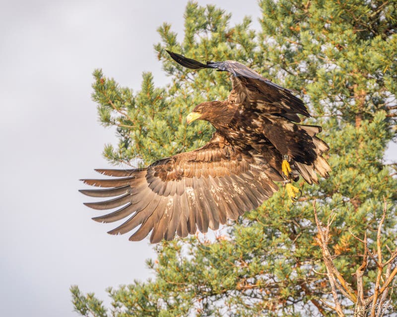 Majestic Bald Eagle Soaring through the Sky Above a Majestic Mountain ...