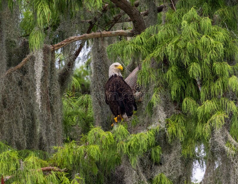 Majestic Bald Eagle on a Tree Branch in a Shadowy Forest, Silhouetted ...