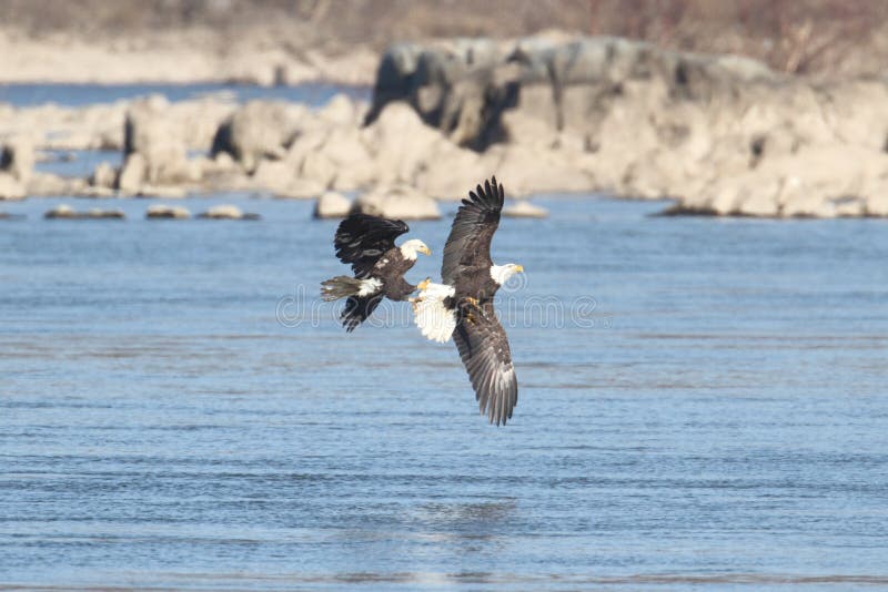Majestic Bald Eagles stock image. Image of avian, hawks - 31677697