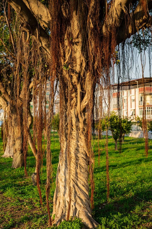Majestic Banyan Tree with Twisted Bark in Sunlit Park Stock Image ...