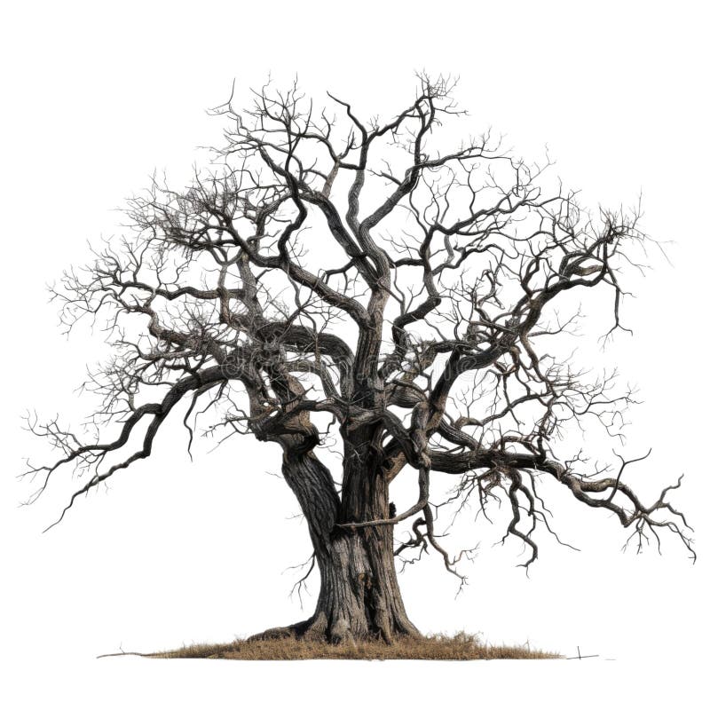 A Majestic, Bare-Branched Tree Standing Tall Stock Photo - Illustration ...