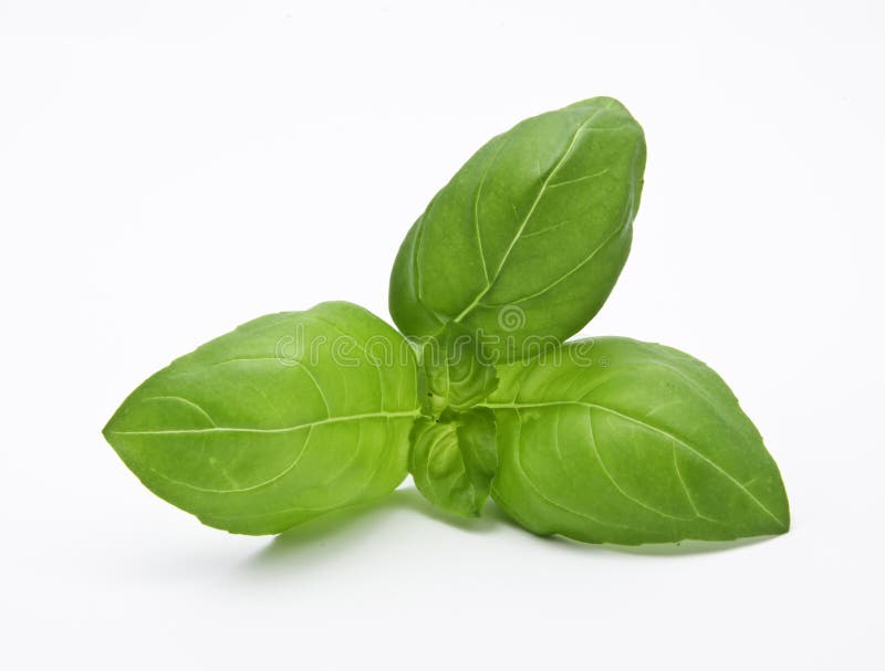 Majestic basil stock photo. Image of isolate, diet, basil - 28630182