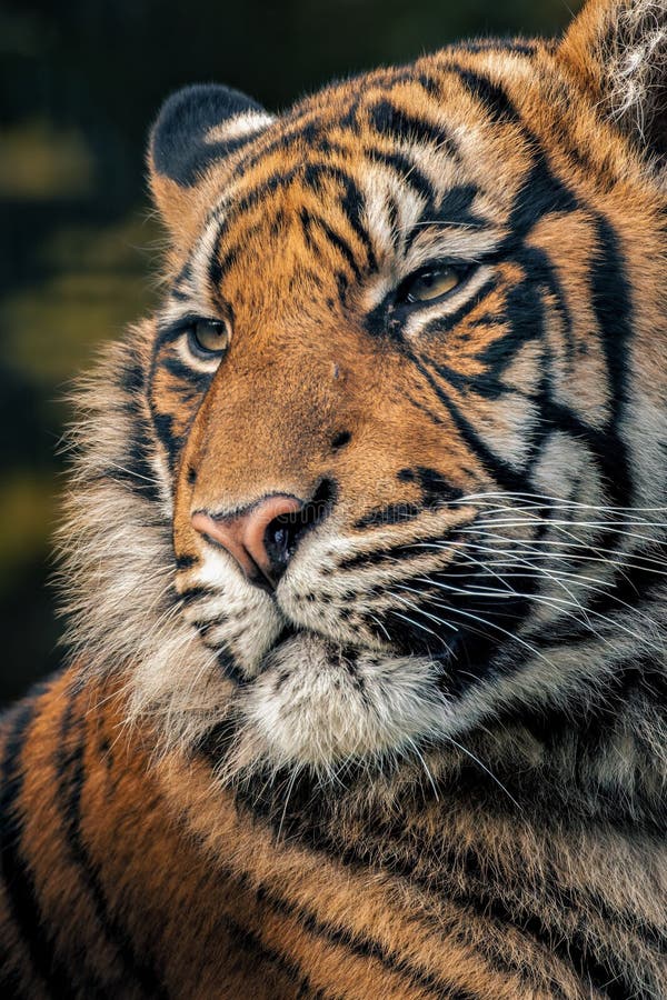 Majestic Bengal Tiger Lies in a Peaceful Pose. Stock Photo - Image of ...