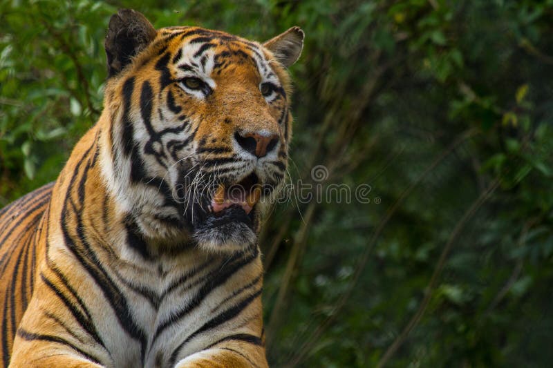 Majestic Bengal Tiger Standing in a Grassy Field Stock Image - Image of ...
