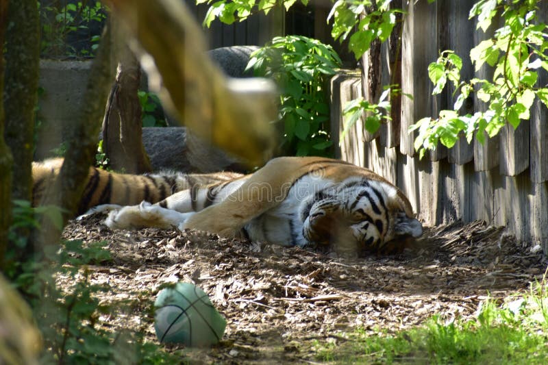 Majestic Bengal Tiger Taking a Relaxing Nap in the Shade of a Tree ...