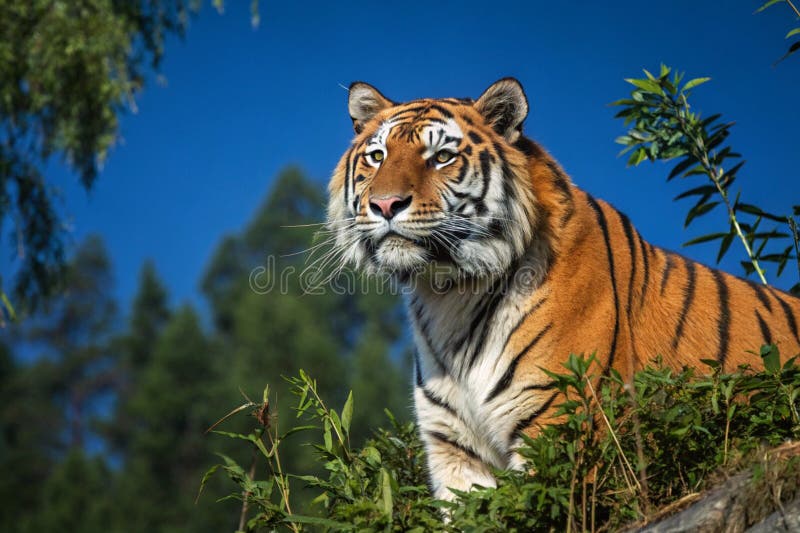 Majestic Bengal Tiger in Tall Grass Savanna Stock Image - Image of ...