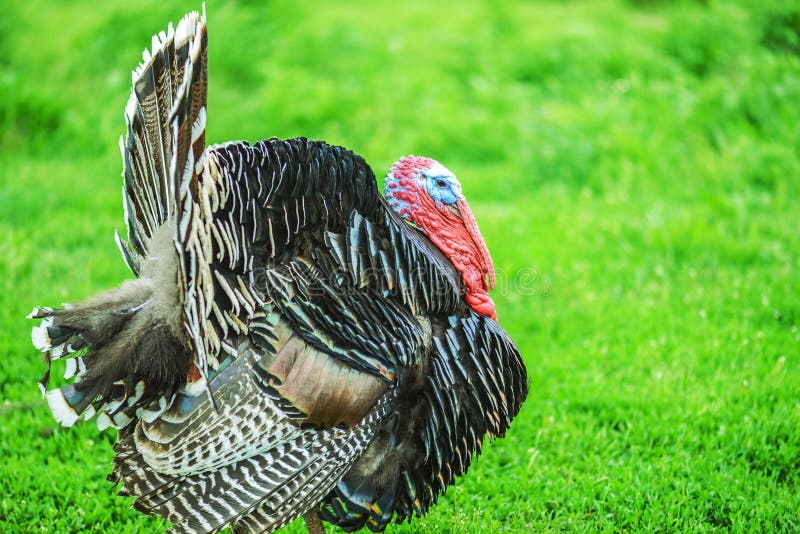 Gobbling Turkey stock photo. Image of gobble, displaying - 37355710