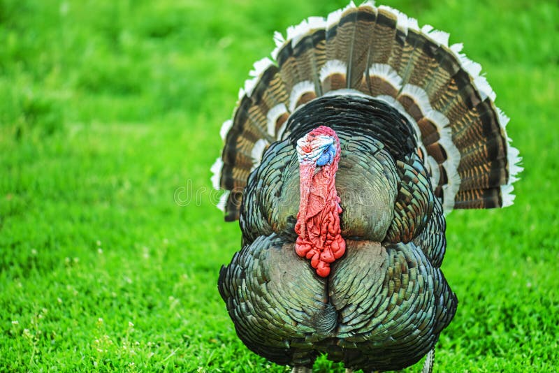 Majestic big turkey stock photo. Image of mating, gobble - 33664830