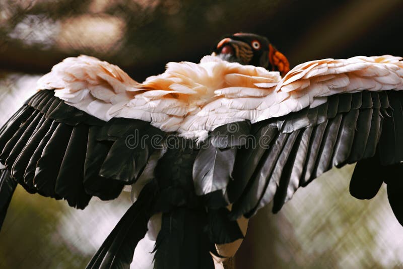 Majestic Bird with Its Wings and Tail Spread Out Perched Atop a Tree ...