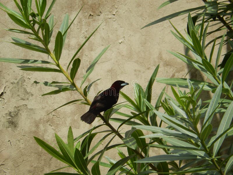 Majestic bird stock image. Image of flying, curiosity - 99175273