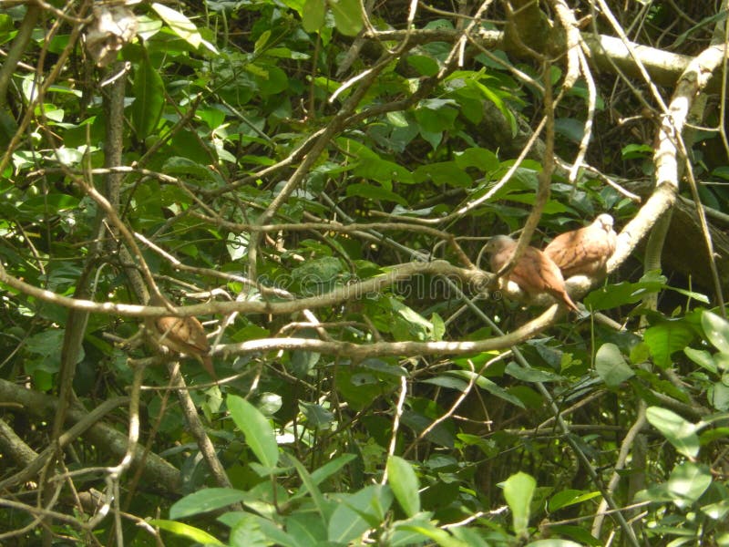 Majestic bird stock photo. Image of amazing, light, conservation - 99177850