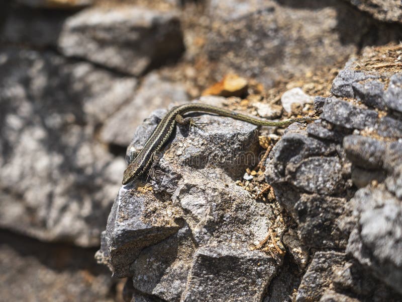 Majestic Birds of Prey and Lizards in Madeira Stock Image - Image of ...