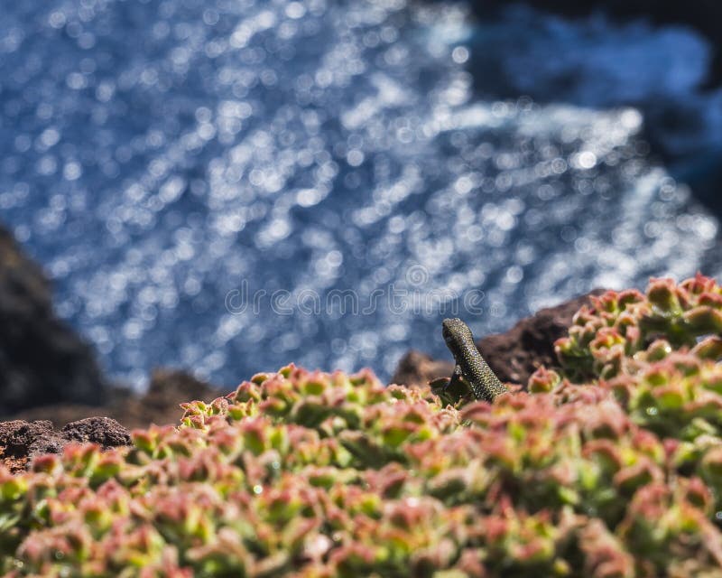 Majestic Birds of Prey and Lizards in Madeira Stock Image - Image of ...