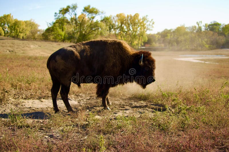 Majestic Brown Bison Standing in a Lush Green Field. Stock Image ...