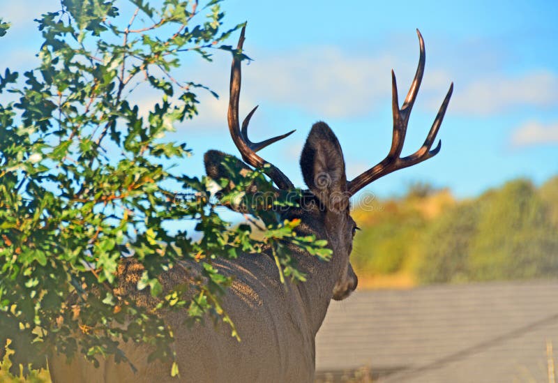 Buck Contemplating Stock Photos - Free & Royalty-Free Stock Photos from ...