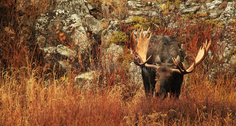 Majestic Bull Moose - Front View - Eating Willow Stock Photo - Image of ...