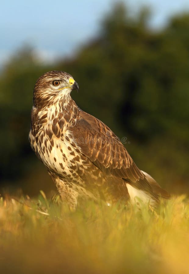 Buzzard on field stock photo. Image of wildlife, flanker - 60815036