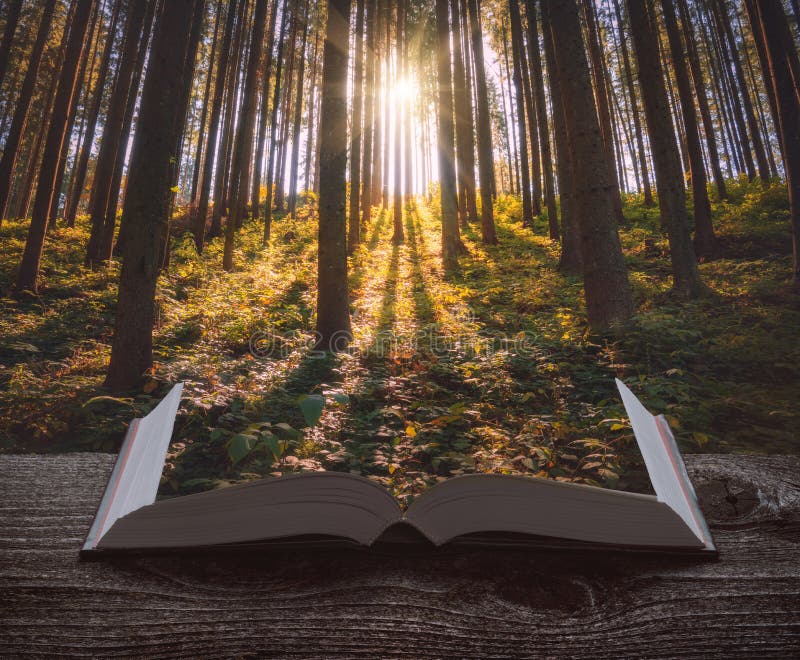 Way through the Forest on the Book Stock Image - Image of environment ...