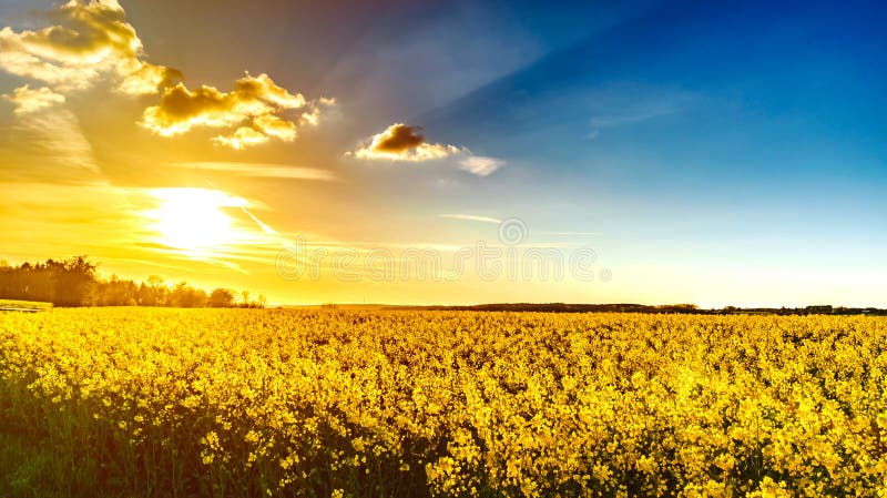 Majestic Colorful Sunset Over the Yellow Fields Stock Photo - Image of ...