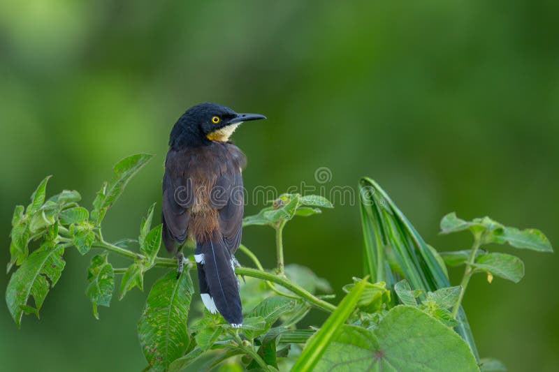 Majestic and Colourfull Bird Stock Image - Image of plumage, branch ...