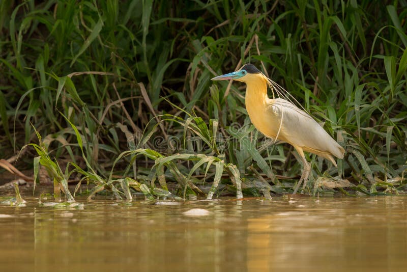 Majestic and Colourfull Bird Stock Image - Image of lankan, head: 81311547
