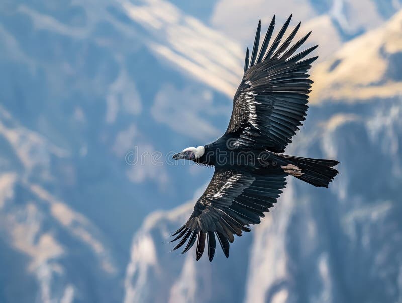 Majestic Condor Soaring in Mountainous Terrain Stock Image - Image of ...