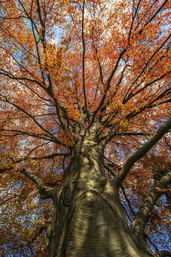 Majestic Copper Beech Tree in Spring Stock Image - Image of beautiful ...