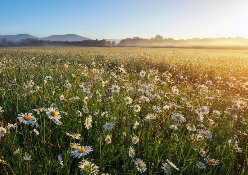 Majestic Daisy Field and Beautiful Summer Sunset Stock Photo - Image of ...