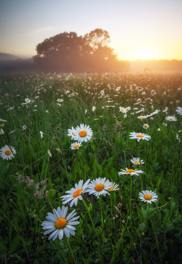 Majestic Daisy Field and Beautiful Summer Sunset Stock Photo - Image of ...