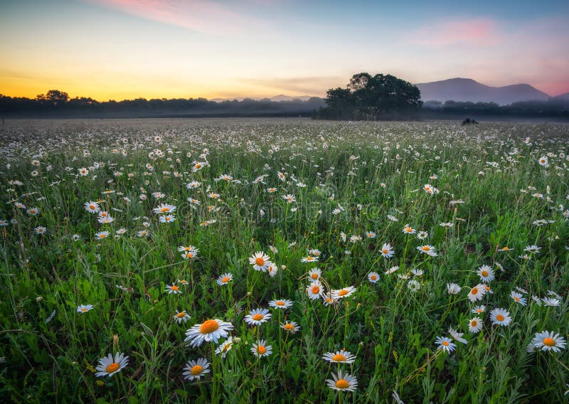 Majestic Daisy Field and Beautiful Summer Sunset Stock Image - Image of ...