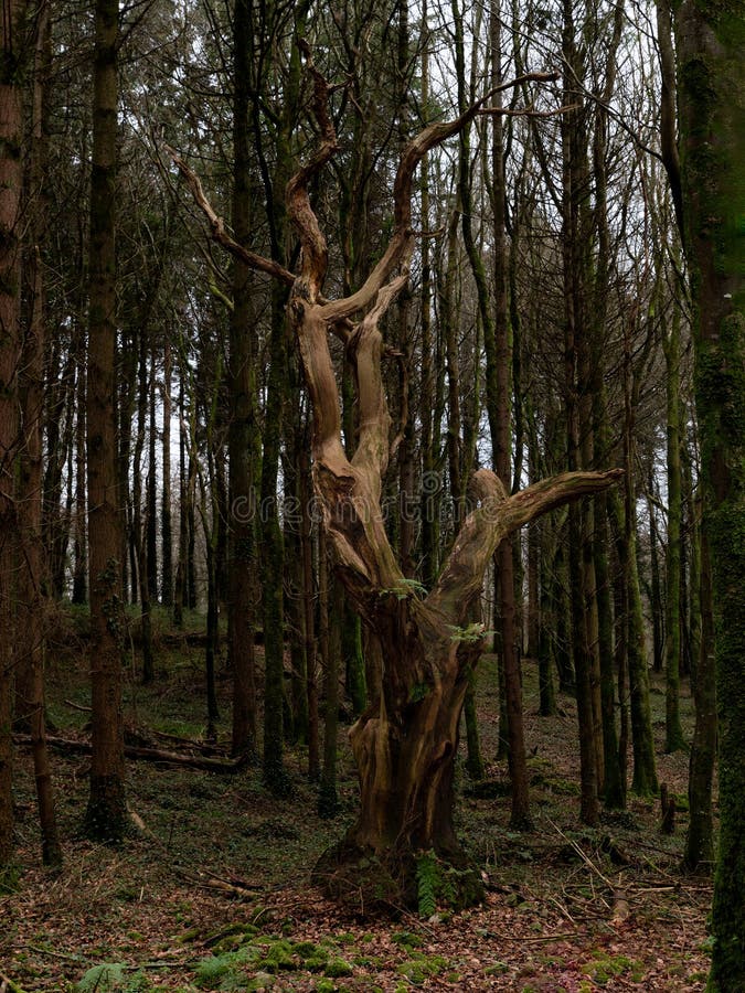 Majestic in Decay stock photo. Image of ireland, deciduous - 271745670