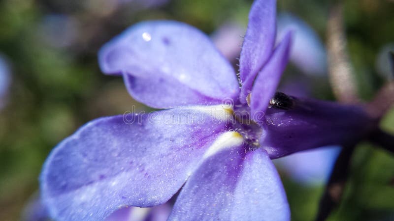 Majestic Deep Blue Summer Flower Stock Image - Image of frame, color ...