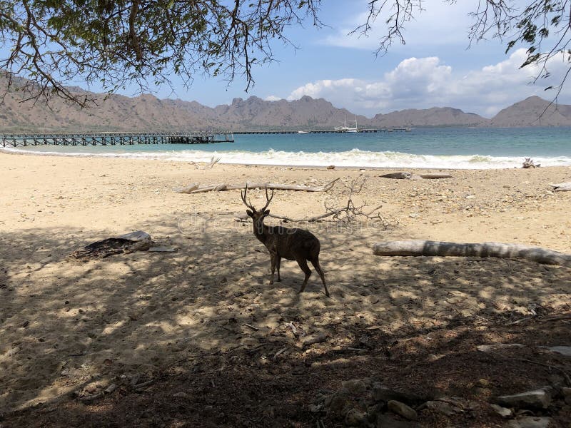 Beach Deer Paradise stock image. Image of waves, mammal - 372936275