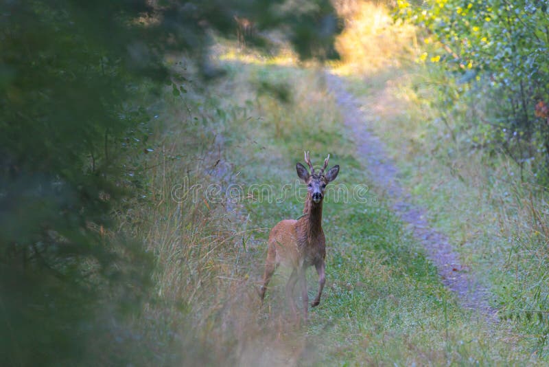 Majestic Deer Walking in an Evergreen Field in a Forest during Daytime ...