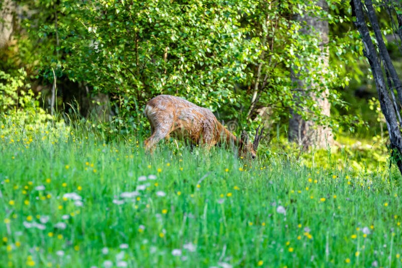 Majestic Deer Walking in an Evergreen Field in a Forest during Daytime ...