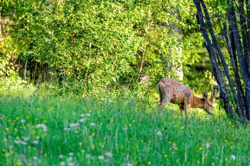 Majestic Deer Walking in an Evergreen Field in a Forest during Daytime ...