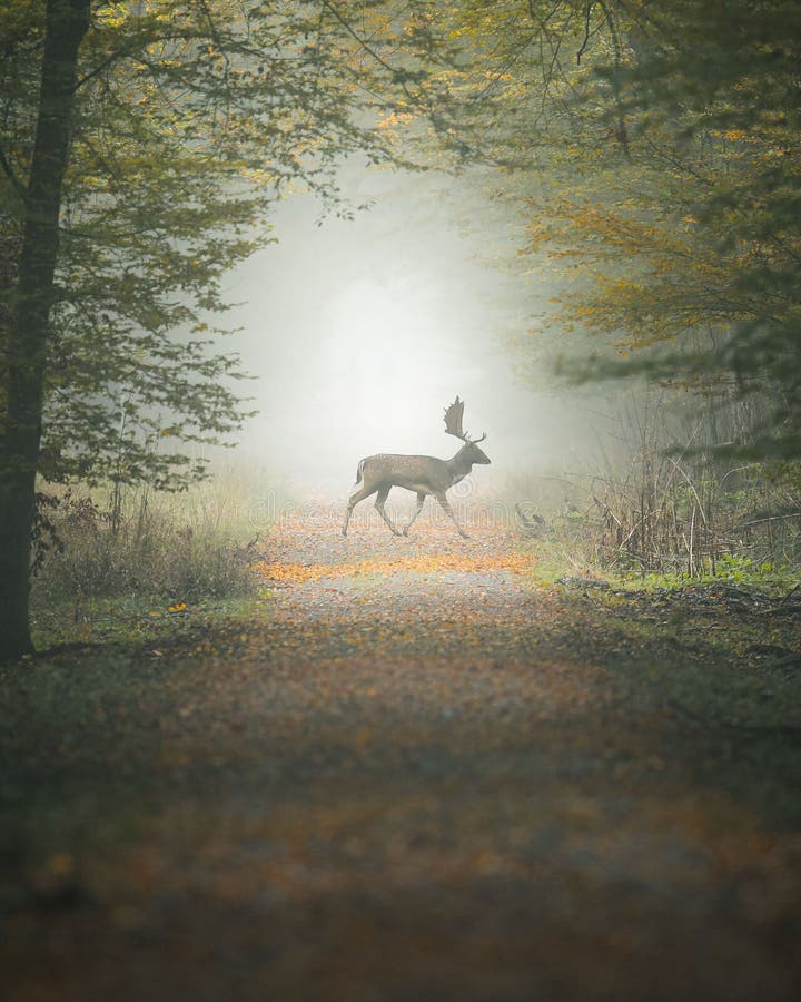 Majestic Deer Misty Forest Path Stock Photos - Free & Royalty-Free ...