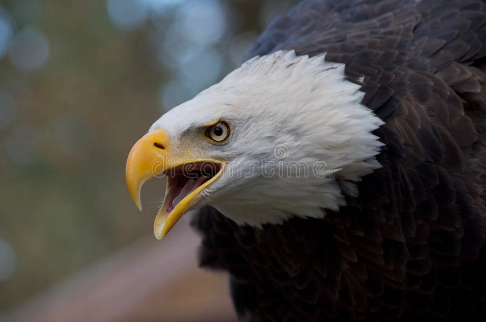 Majestic Eagle Calling with Open Beak and Intense Expression in Its ...