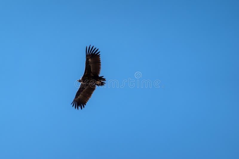 Majestic Eagle Flying in the Blue Sky. Big Hawk Gliding through the ...