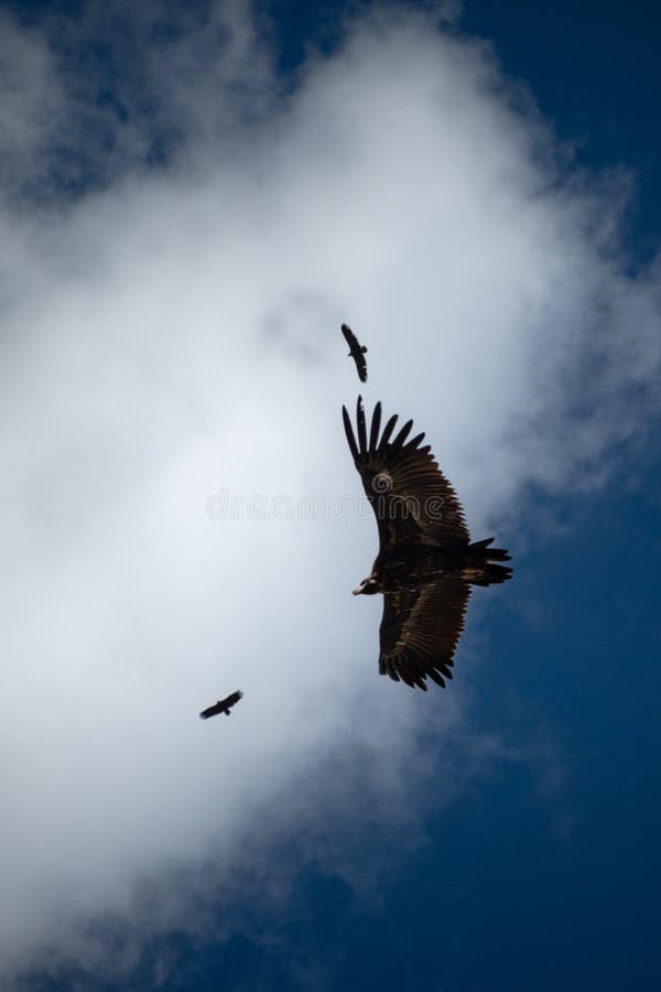 Majestic Eagle Flying in the Blue Sky. Big Hawk Gliding through the ...